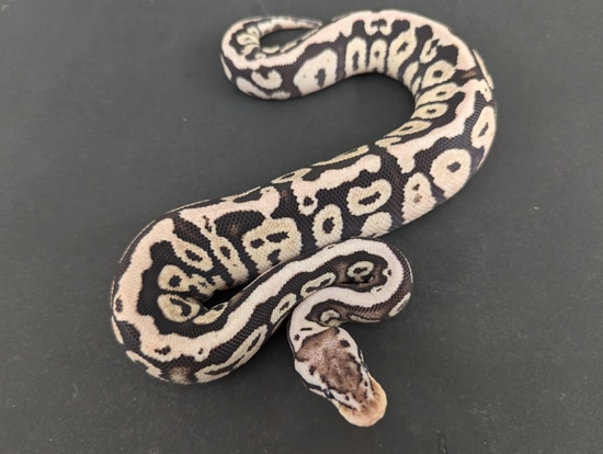 Super Pastel Spotnose Axanthic Ball Python by New Venture Ball Pythons