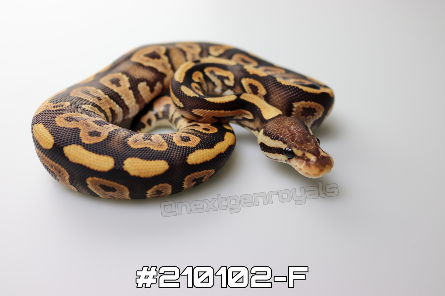 Black Pastel Fire Het Desert Ghost Ball Python by Next-Gen Royals ...