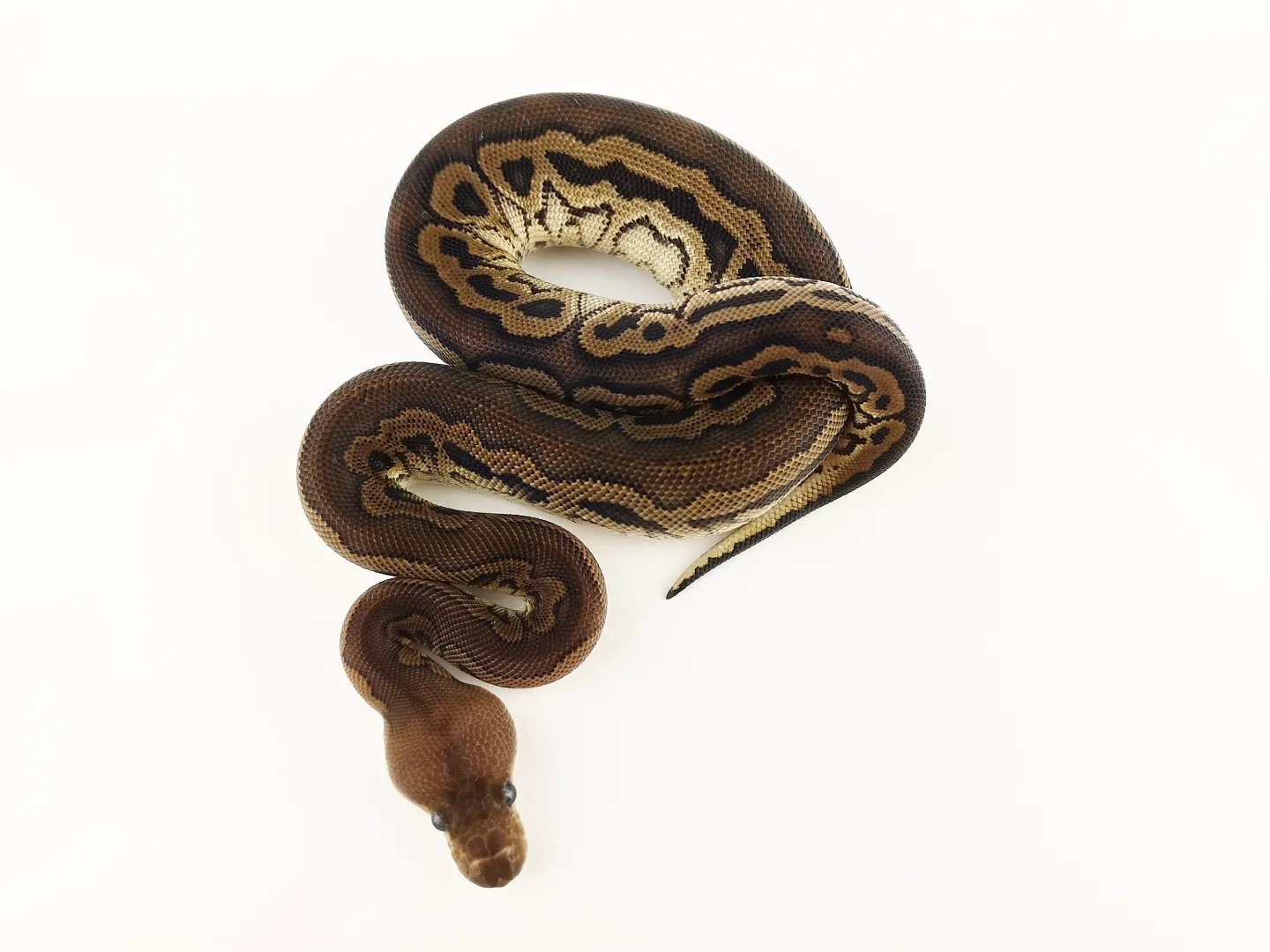 Cinnamon Clown Ball Python by Next Morph Reptiles - MorphMarket
