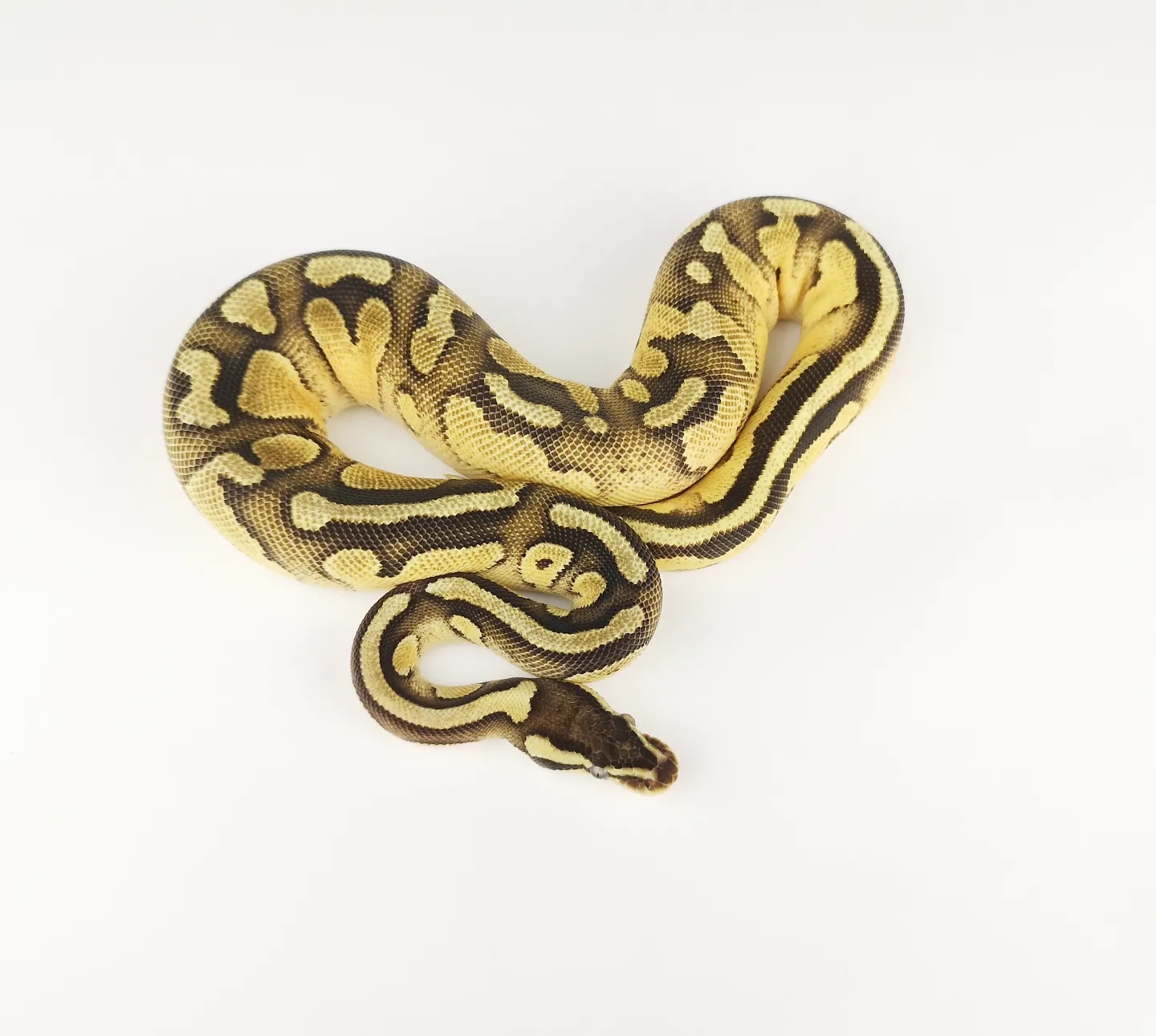 Black Pewter Enchi Het Pied Ball Python by Next Morph Reptiles ...