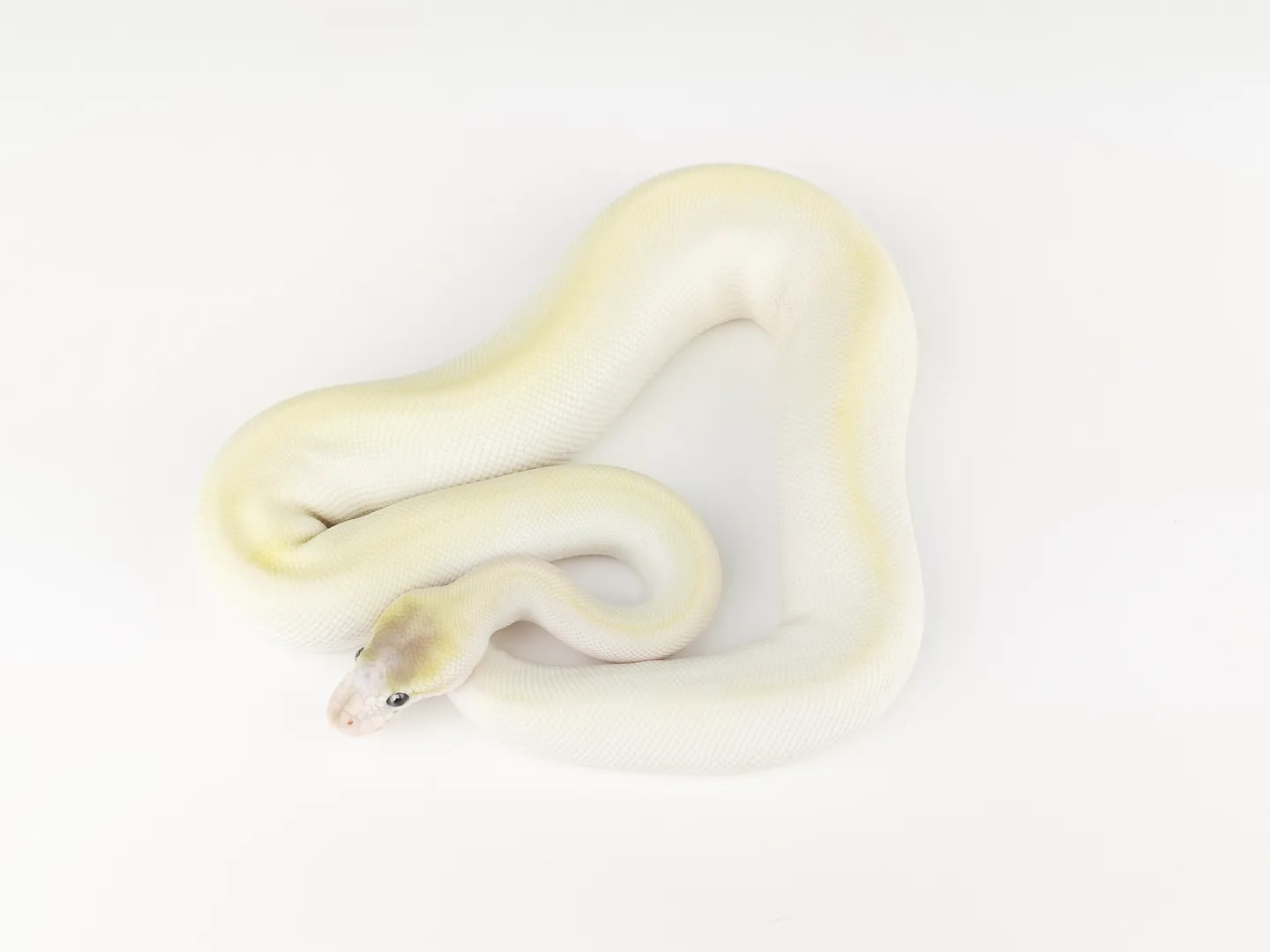 Super Mojave Ball Python by Next Morph Reptiles - MorphMarket