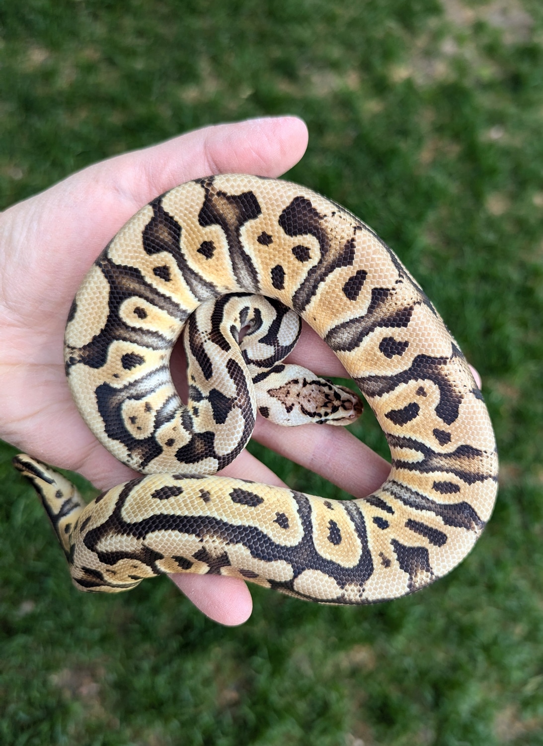 Next Morph Reptiles