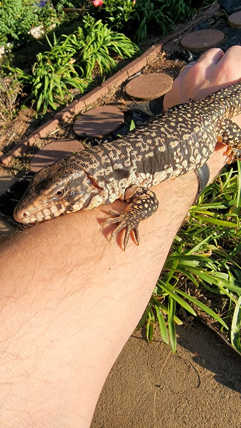 High Orange Red Tegu Hybrid Salvator Tegu by Hugs and Hisses Reptiles ...