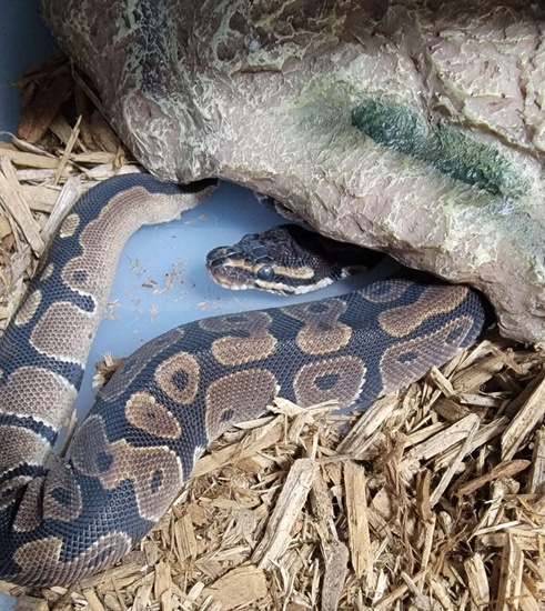 Normal Ball Python by Hugs and Hisses Reptiles