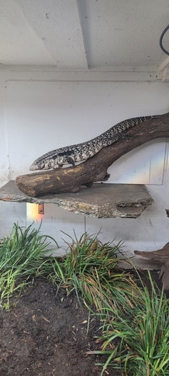 Black And White/Red Tegu Hybrid Argentine Tegus by Hugs and Hisses Reptiles