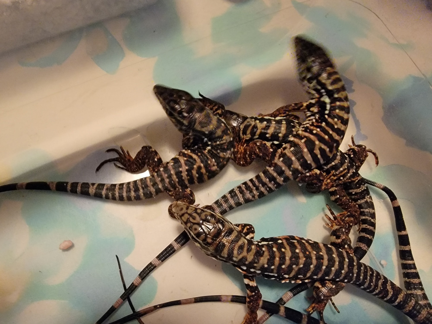 Red Tegus Salvator Tegu by Hugs and Hisses Reptiles - MorphMarket