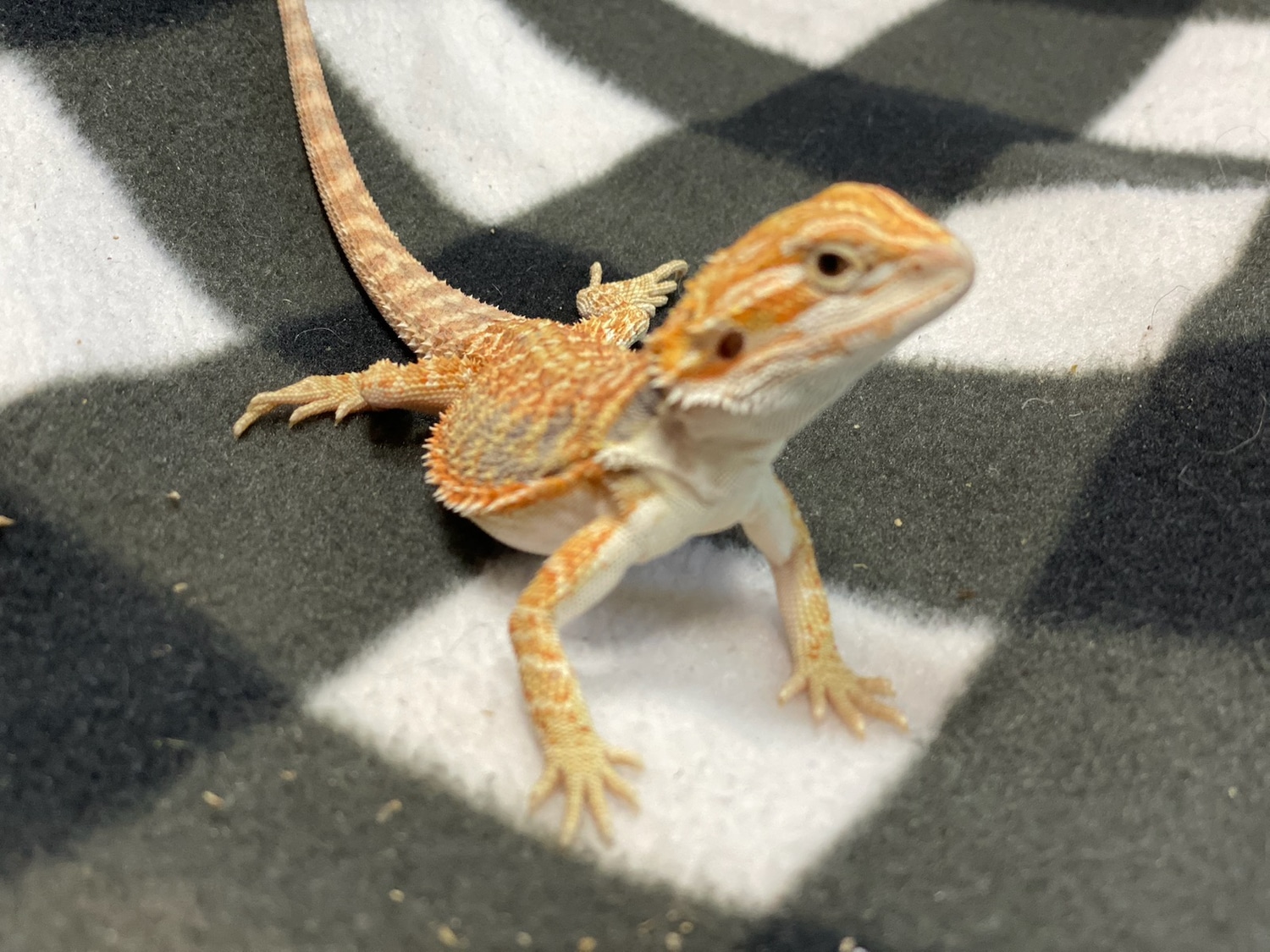 Citrus Bearded Dragon Central Bearded Dragon by Hugs and Hisses ...