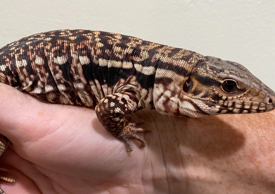 Red Tegu Argentine Tegus by Hugs and Hisses Reptiles