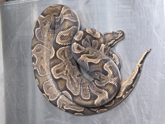 Enchi Ball Python by Hugs and Hisses Reptiles