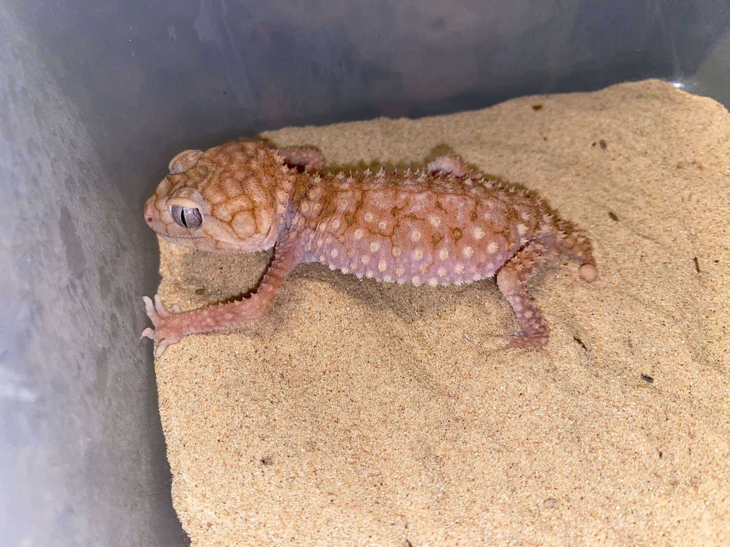 Hypo Amyae Knob-Tailed Gecko by Ng.geckos - MorphMarket