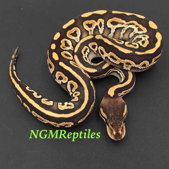 Black Magic Ball Python by NGM Reptiles