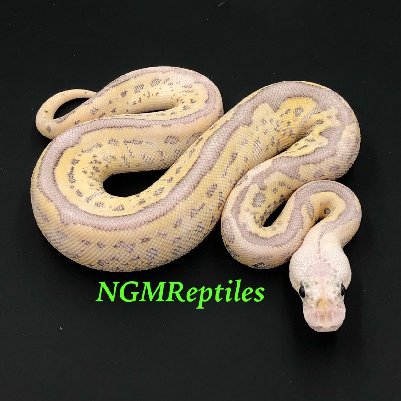 Superfly Leopard Clown Ball Python by NGM Reptiles - MorphMarket