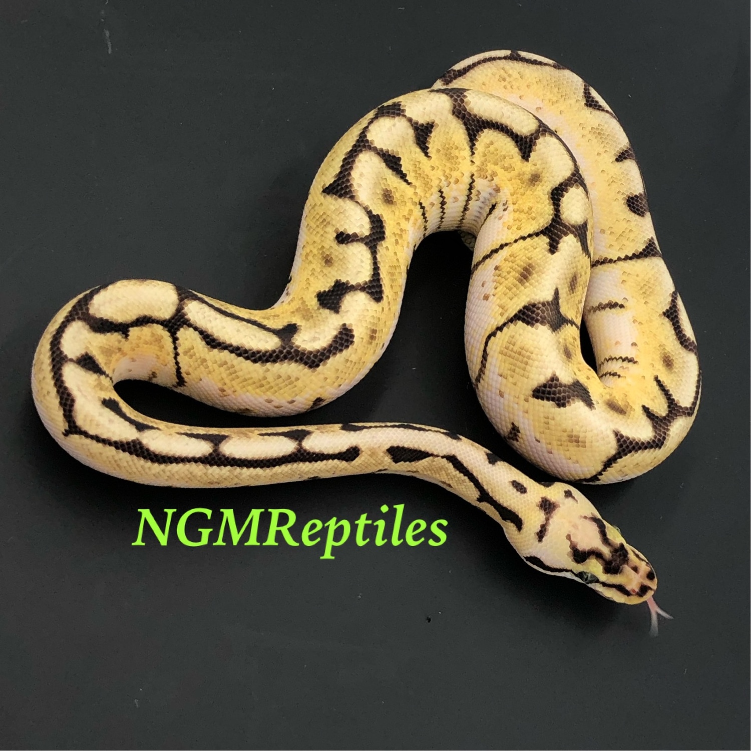 Bumblebee OD Ball Python by NGM Reptiles - MorphMarket