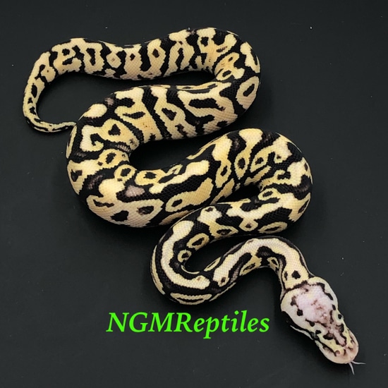 Spotnose Firefly Poss Yb Het Clown Ball Python by NGM Reptiles