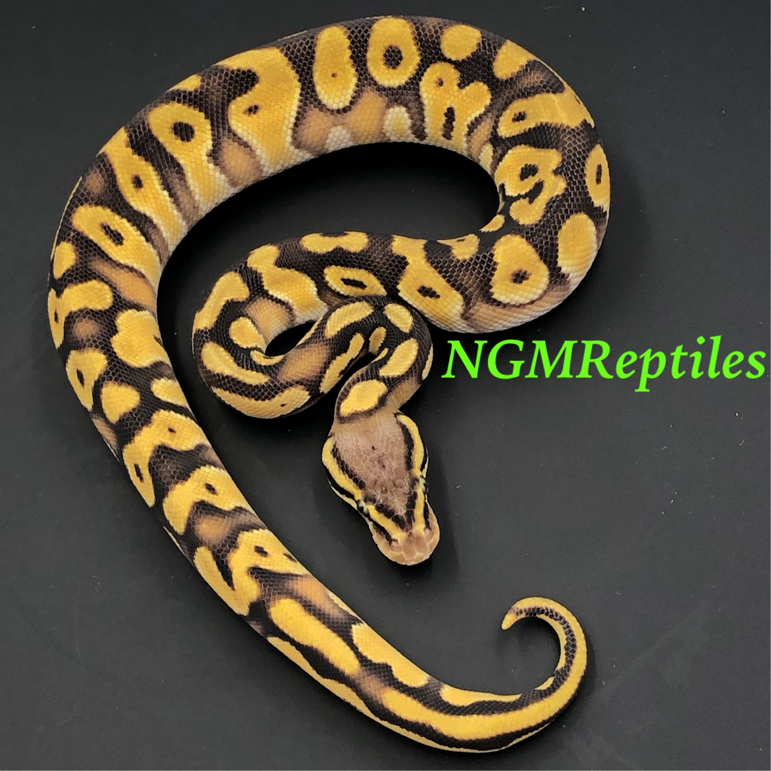 Phantom Enchi OD Ball Python by NGM Reptiles - MorphMarket