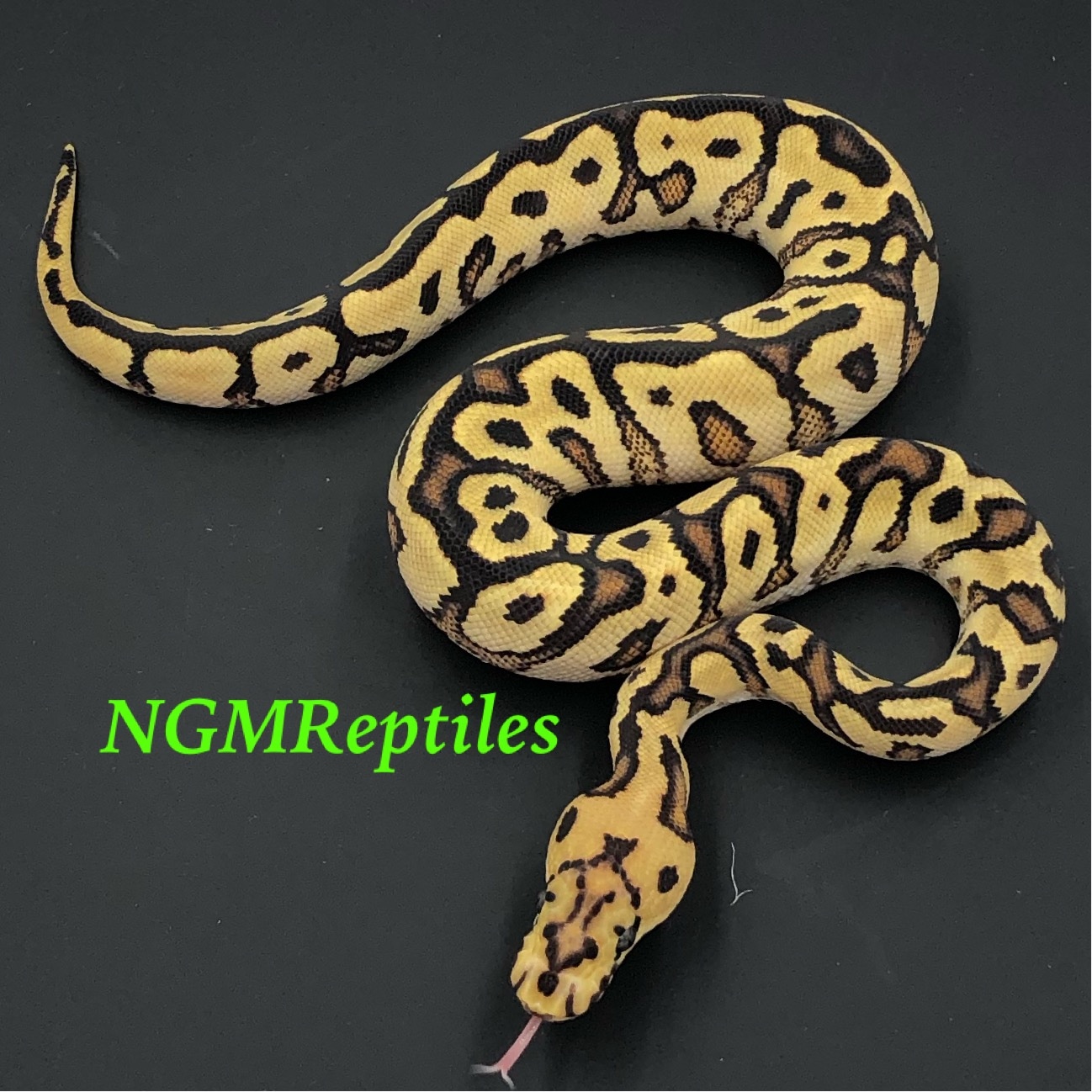 Spotnose Fire Yb Clown Ball Python by NGM Reptiles - MorphMarket