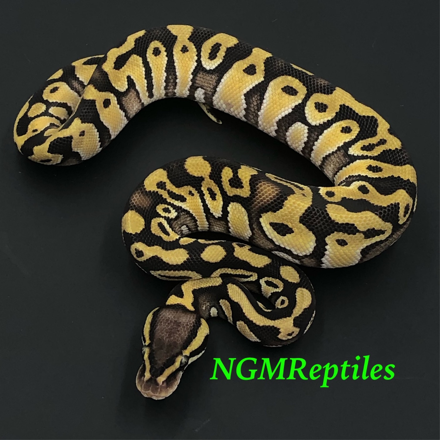 Pastel Phantom Ball Python by NGM Reptiles - MorphMarket