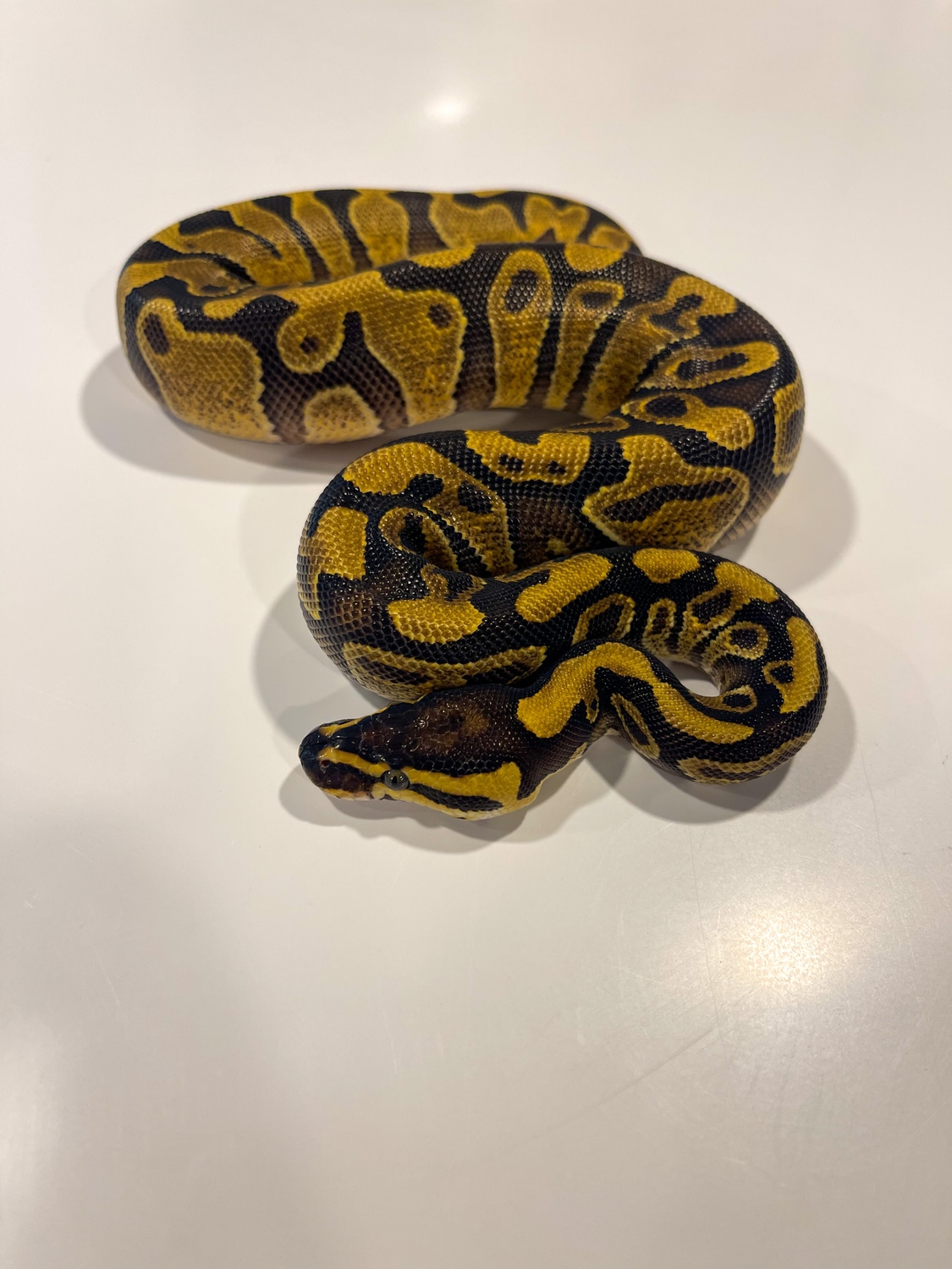 Enchi Yellowbelly/Asphalt Ball Python by Infinite Possible Pythons LLC ...