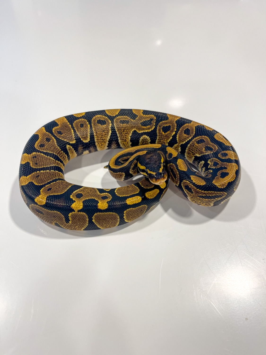 Yellowbelly/Asphalt Ball Python by Infinite Possible Pythons LLC ...