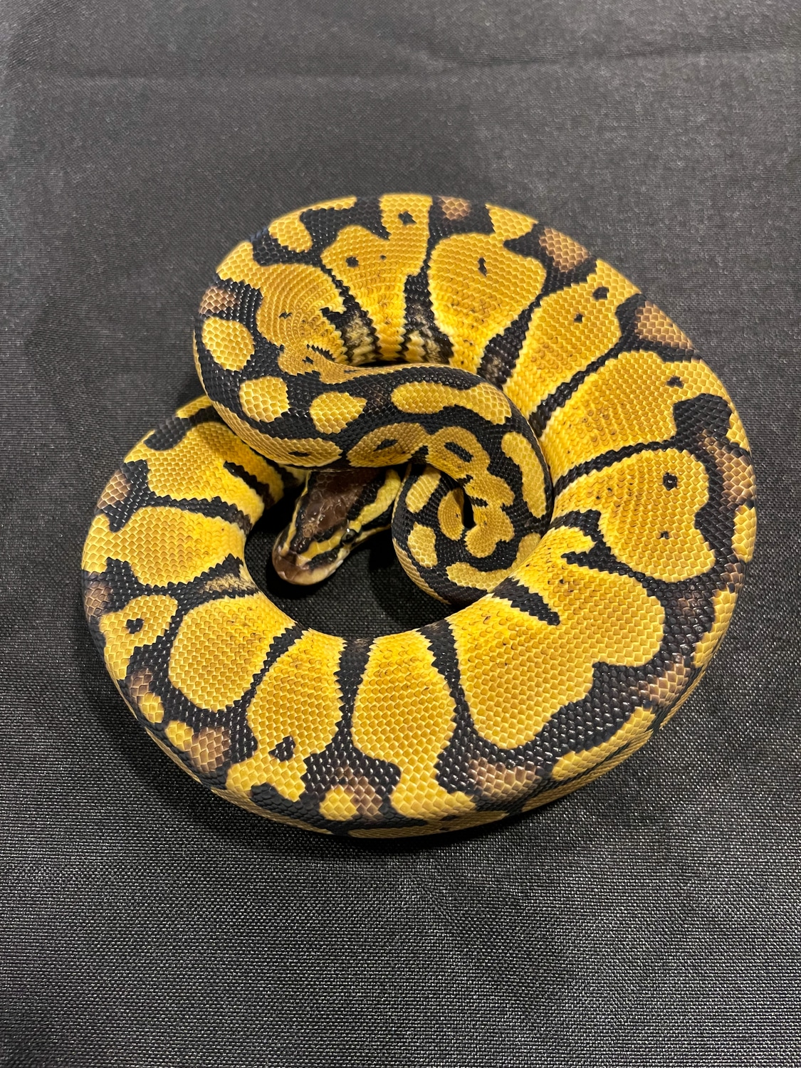 Pastel Tiger Het Axanthic VPI PH Piebald Ball Python by Infinite ...