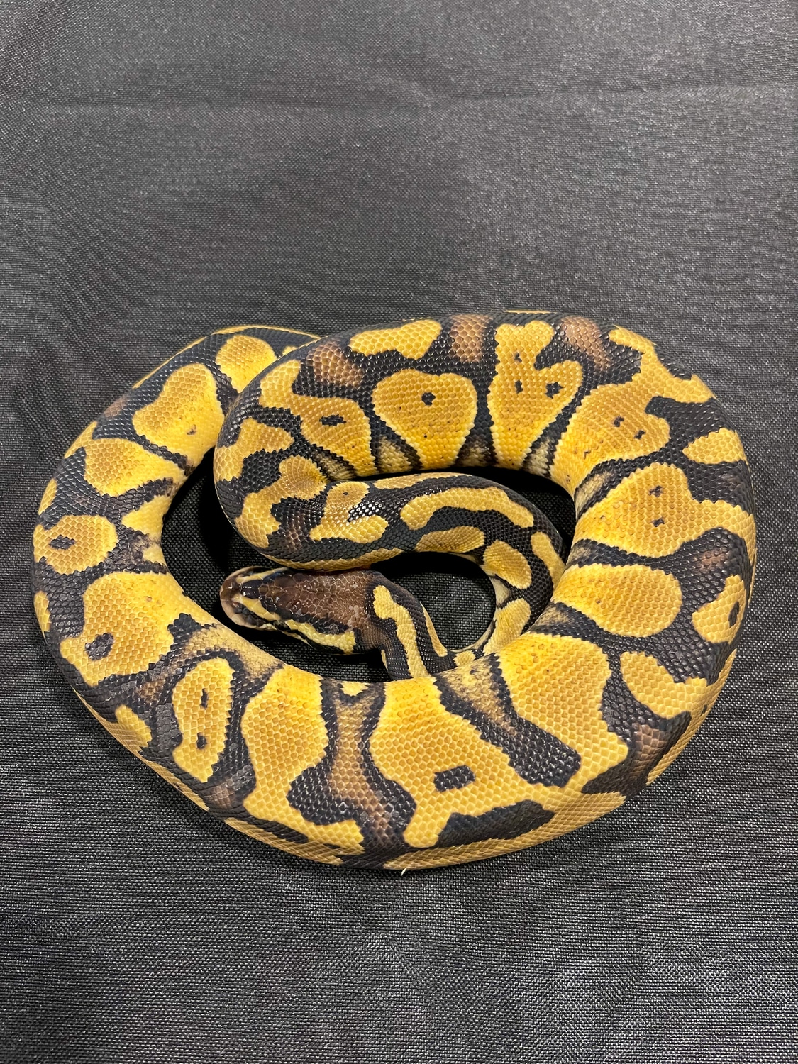 Pastel Tiger Het Axanthic VPI PH Piebald Ball Python by Infinite ...