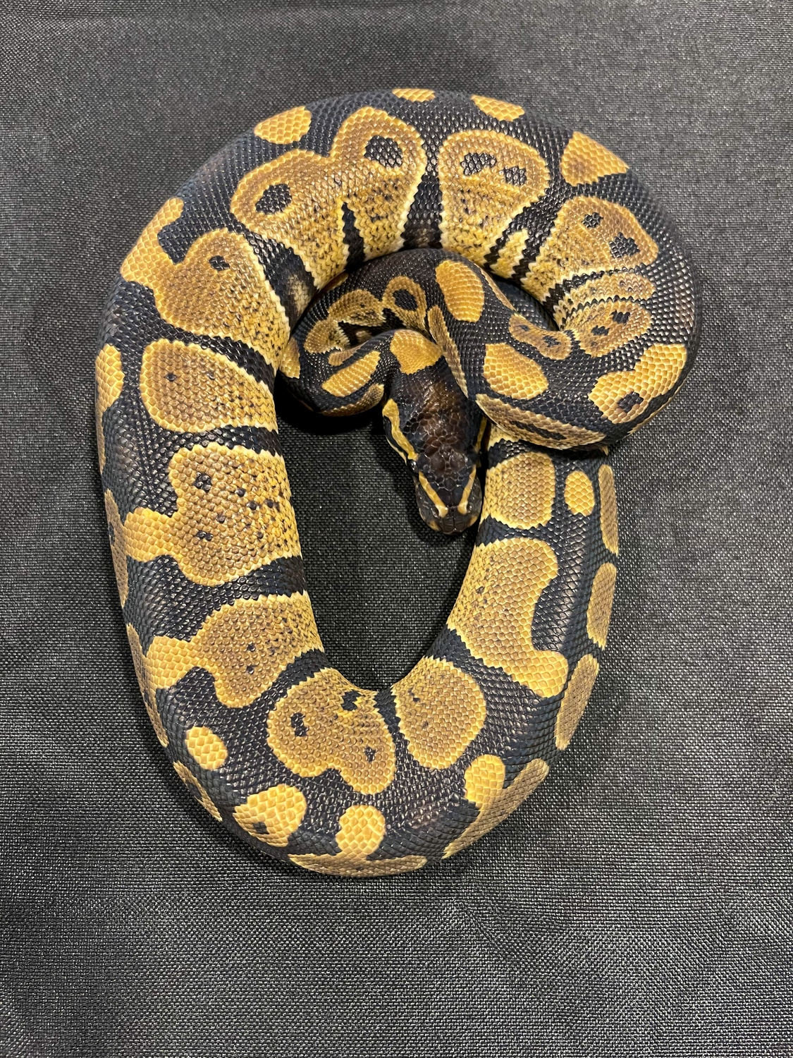 Tiger Het Axanthic VPI PH Piebald Ball Python by Infinite Possible ...