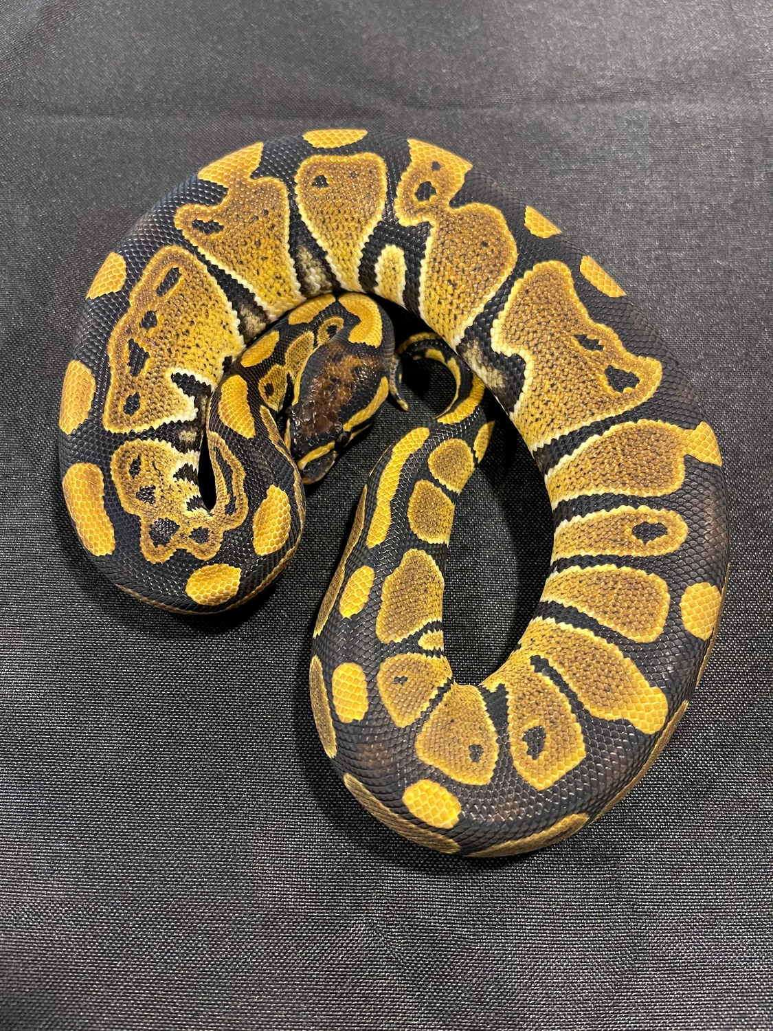 Tiger Het Axanthic VPI PH Piebald Ball Python by Infinite Possible ...