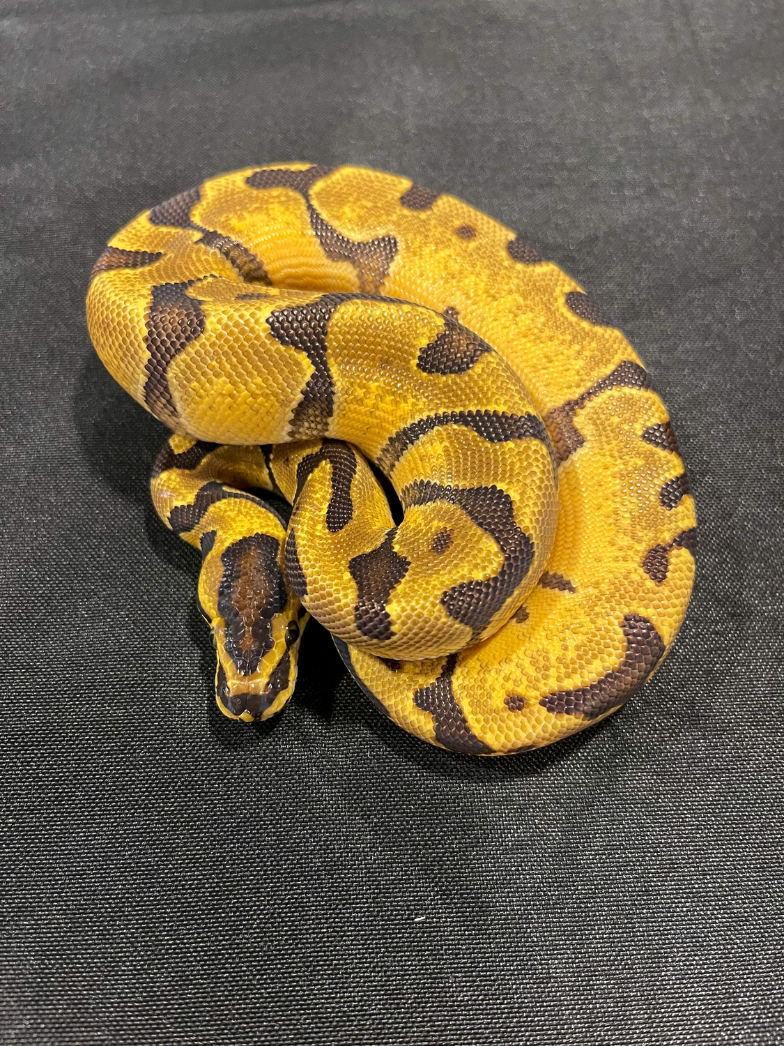 Super Enchi PH Clown Ultramel Ball Python by Infinite Possible Pythons ...