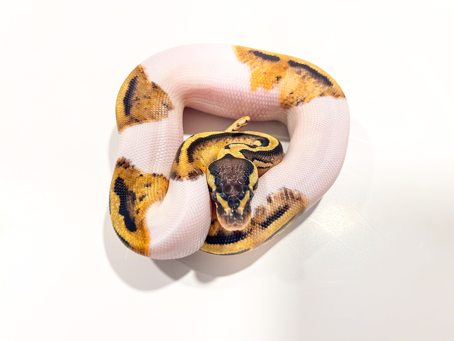 Pastel Yellow Belly/Asphalt Pied PH Clown Ball Python by Infinite ...