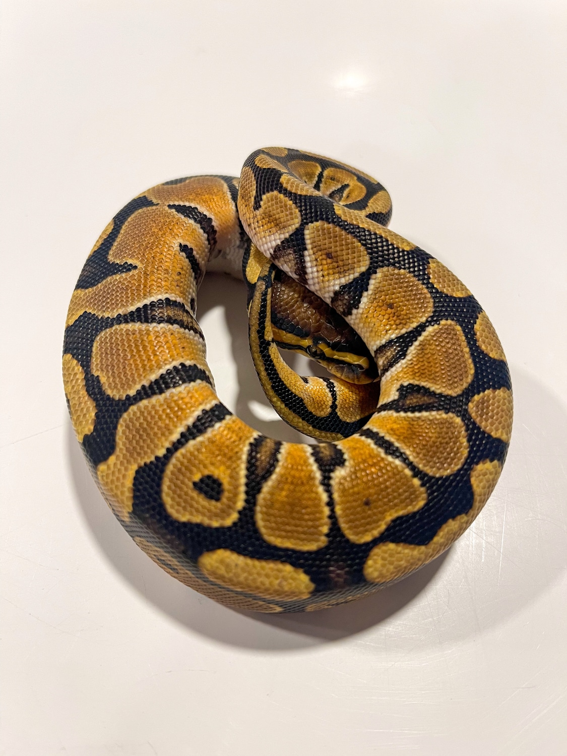 Orange Dream Het Clown Ball Python by Infinite Possible Pythons LLC ...