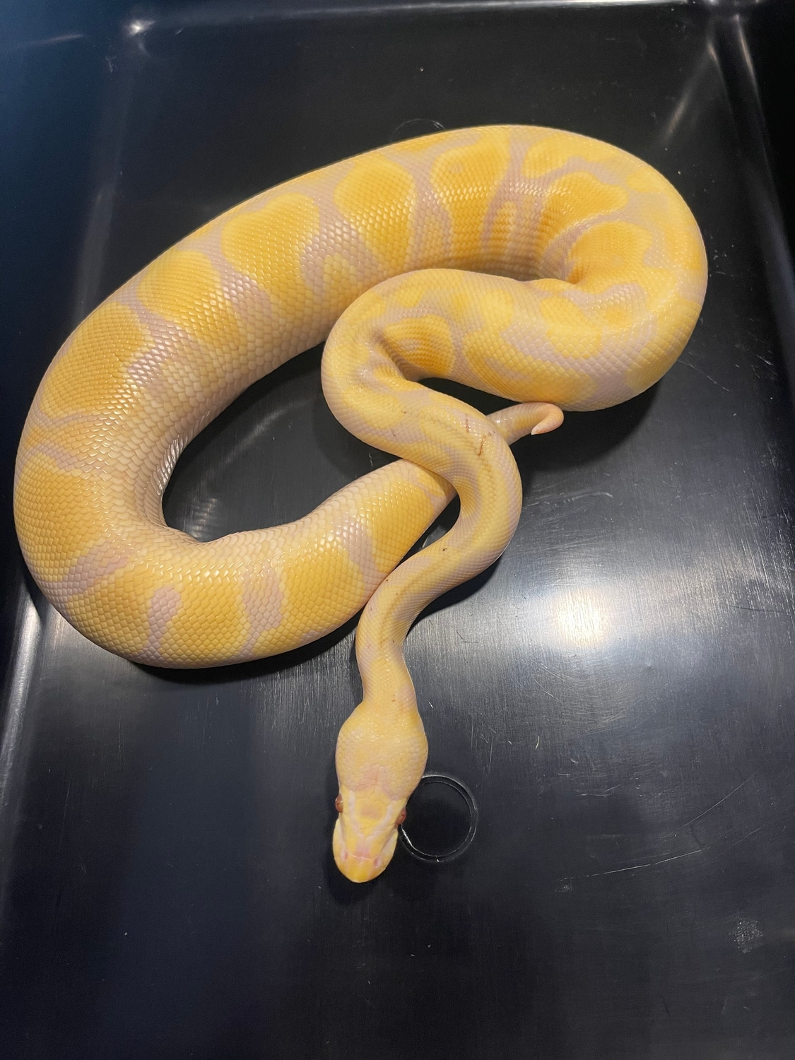 Pastel Candino Ball Python by Infinite Possible Pythons LLC - MorphMarket