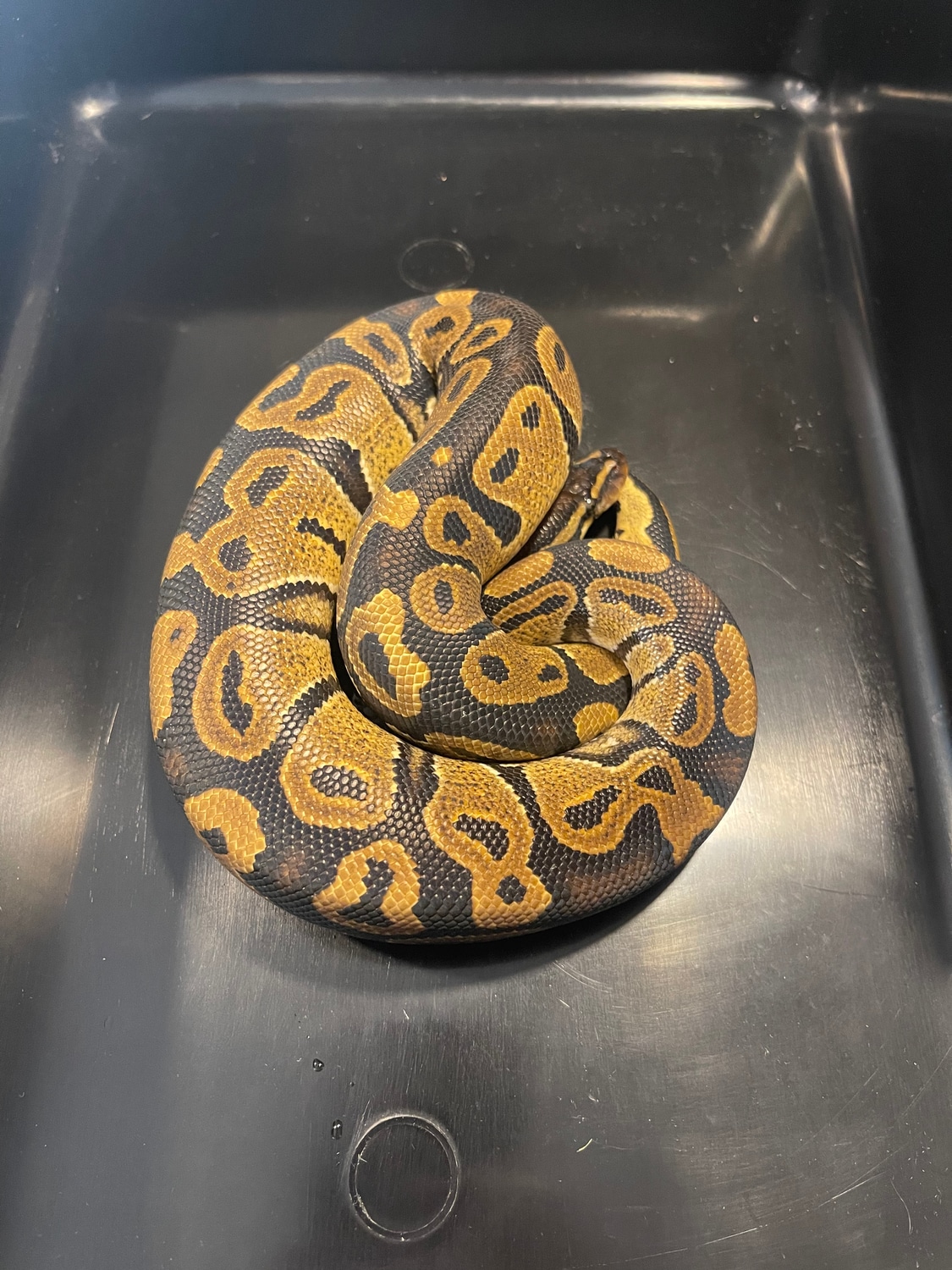 Chocolate Trick Ball Python by Infinite Possible Pythons LLC - MorphMarket