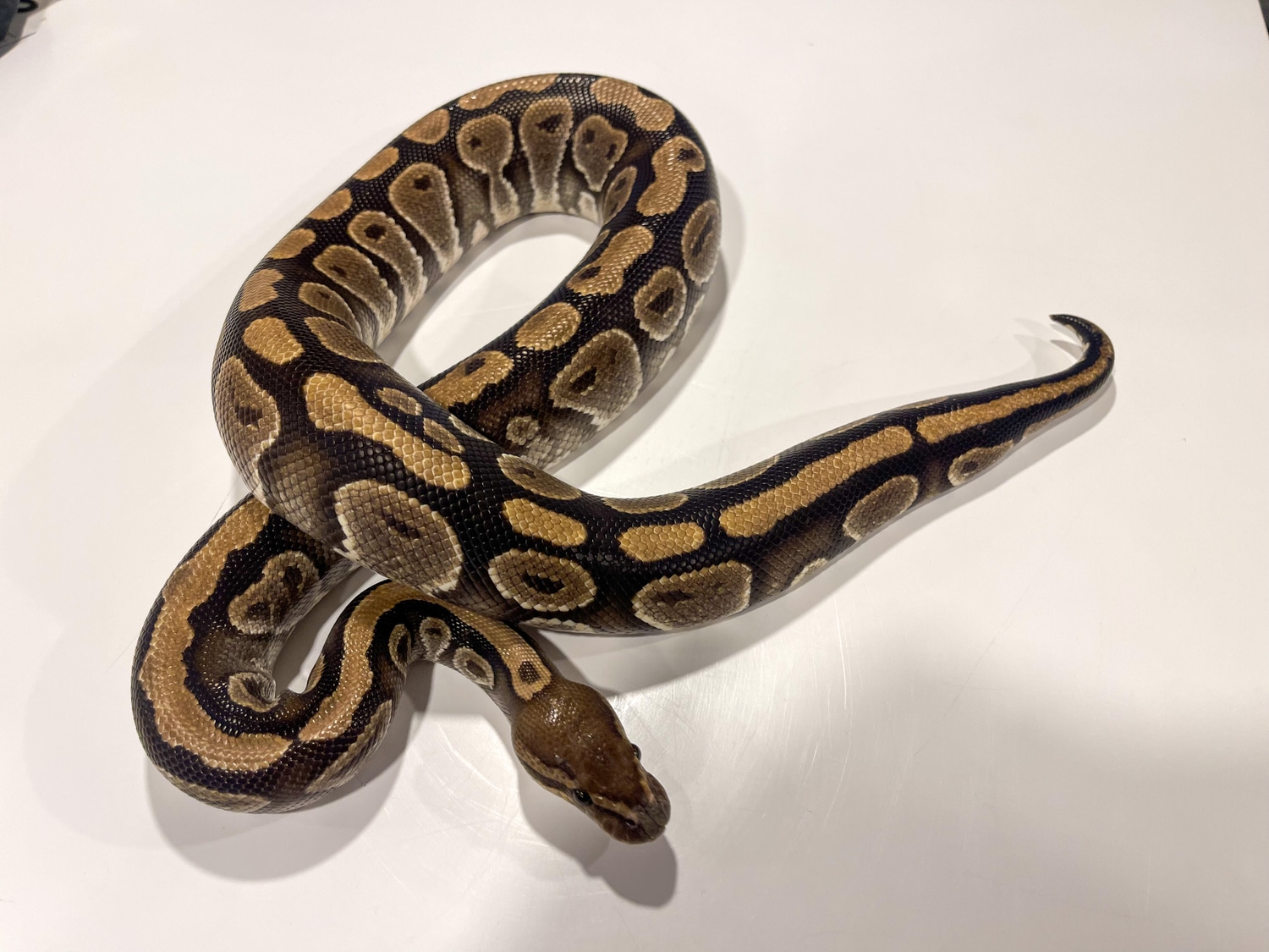 Mahogany Het Clown Male Proven RTB Ball Python by Infinite Possible ...