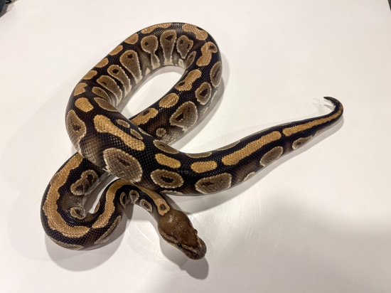 Mahogany Het Clown Male Proven RTB Ball Python by Infinite Possible Pythons LLC