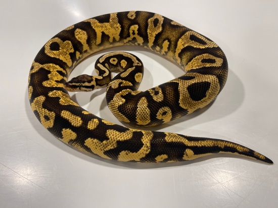 Pastel Yellow Belly Or Asphalt DH Clown Pied RTB Ball Python by Infinite Possible Pythons LLC