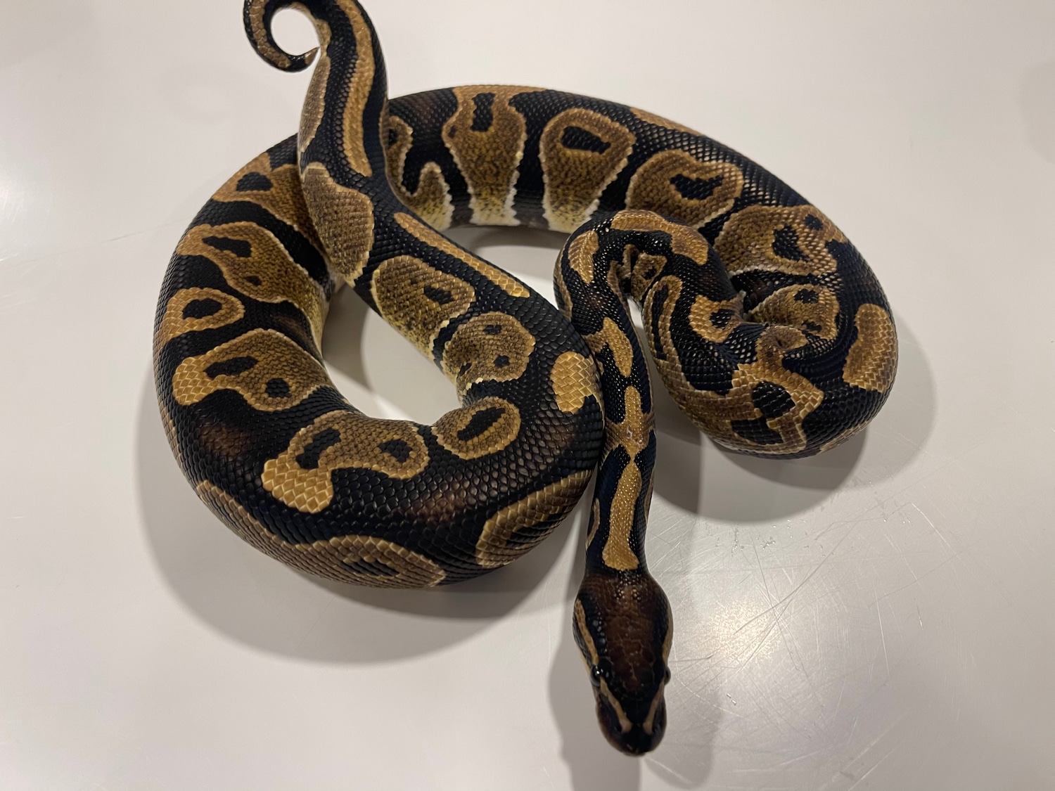 Blackhead Trick RTB Ball Python by Infinite Possible Pythons LLC ...