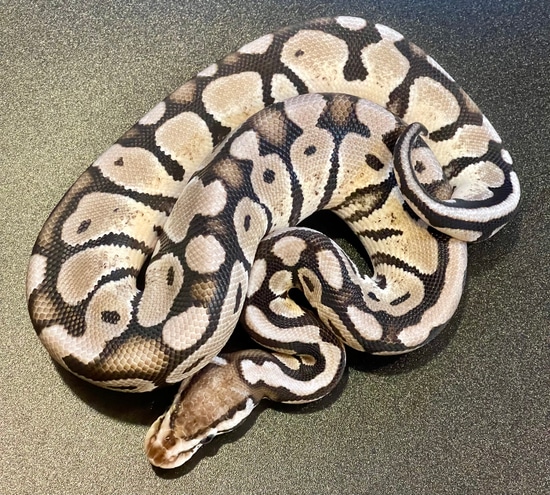 Pastel Vanilla Tiger (Jolliff) Axanthic (Jolliff) Ball Python by Infinite Possible Pythons LLC