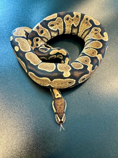 Lace Ball Python by Infinite Possible Pythons LLC