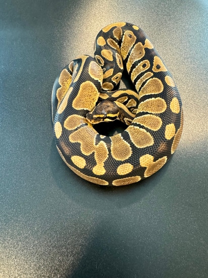 Normal Het Piebald Ball Python by Infinite Possible Pythons LLC