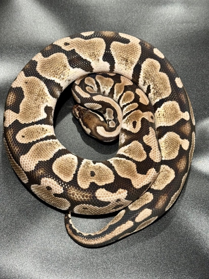 Pastel Jolliff Super Tiger Axanthic Proven Breeder Female RTB Ball ...