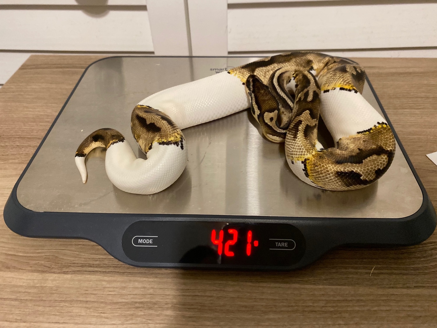 Pastel Piebald ( Pied ) Ball Python by Nguyen Morphs - MorphMarket