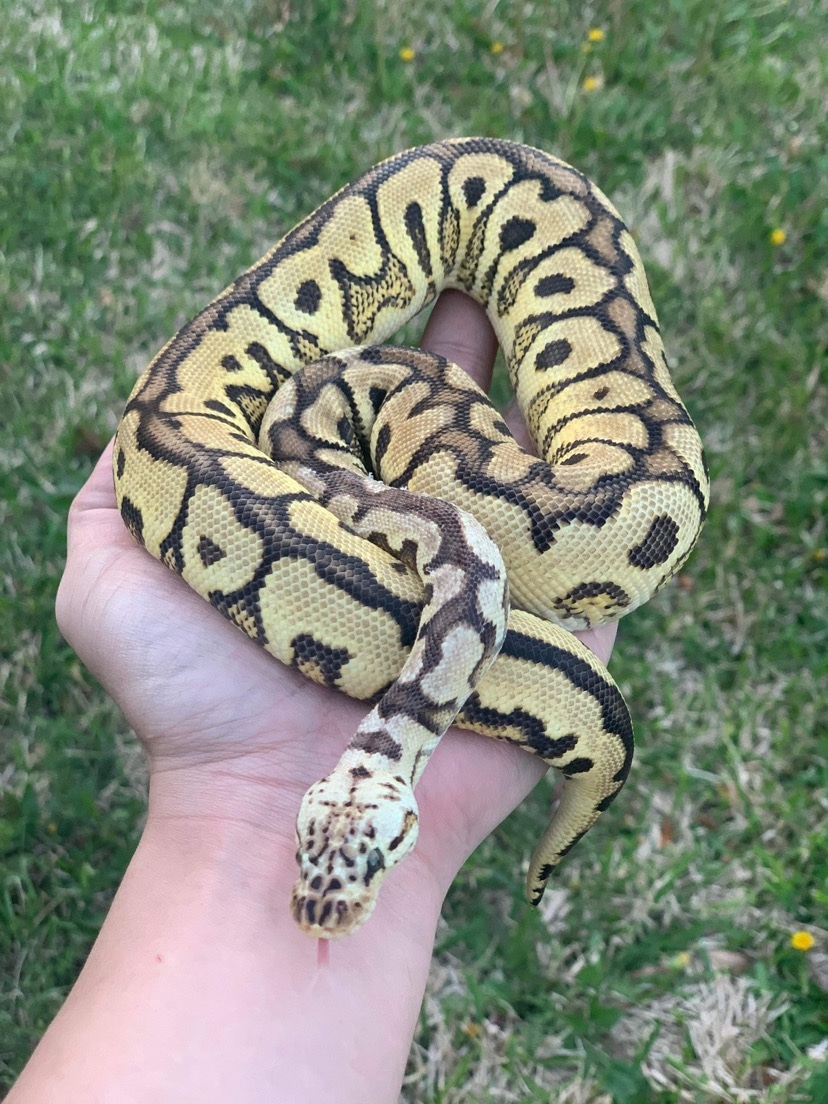 Pastel Spotnose Clown Ball Python by South East Serpents - MorphMarket