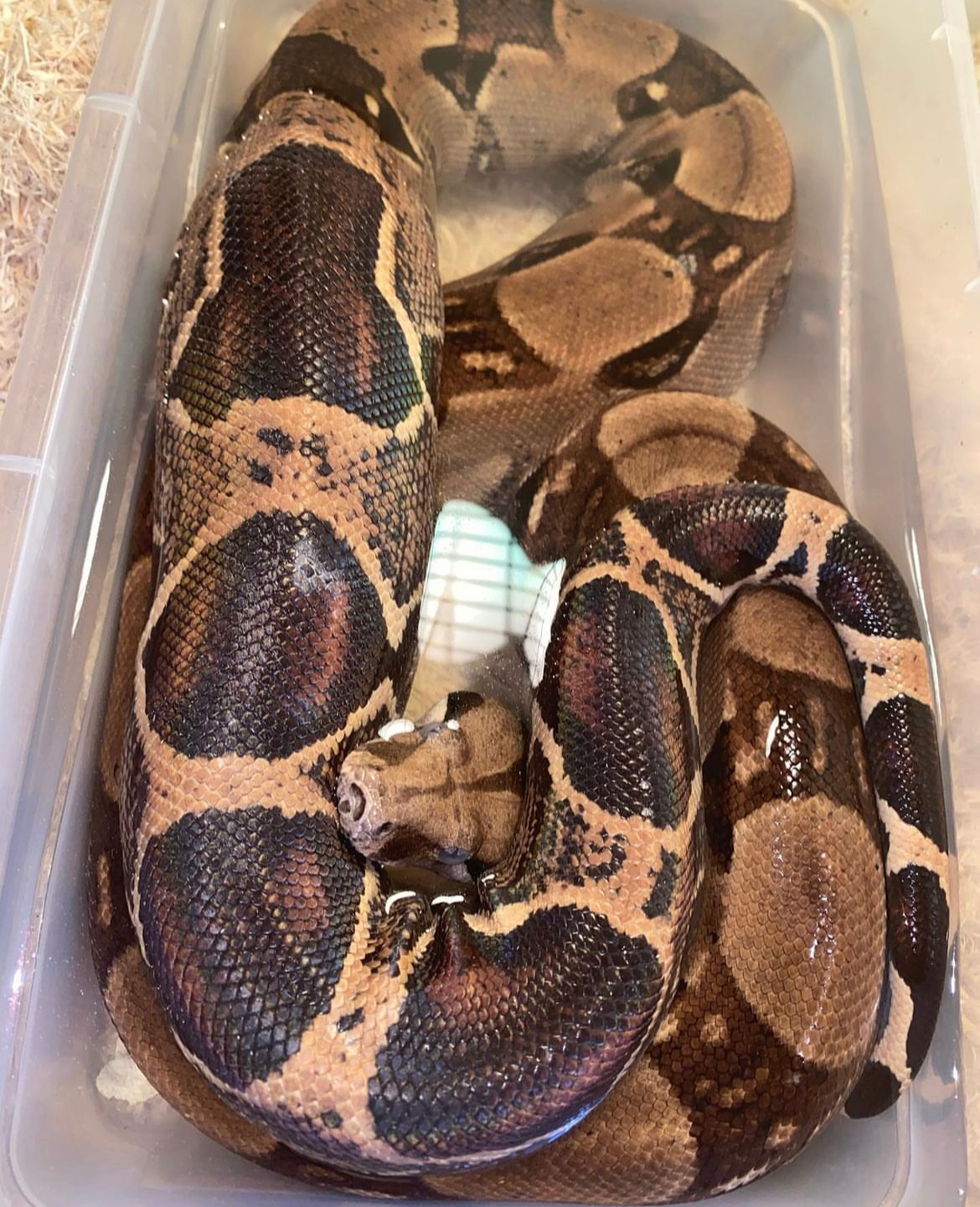 Normal Pair Boa Constrictor by Nicco’s Boas - MorphMarket