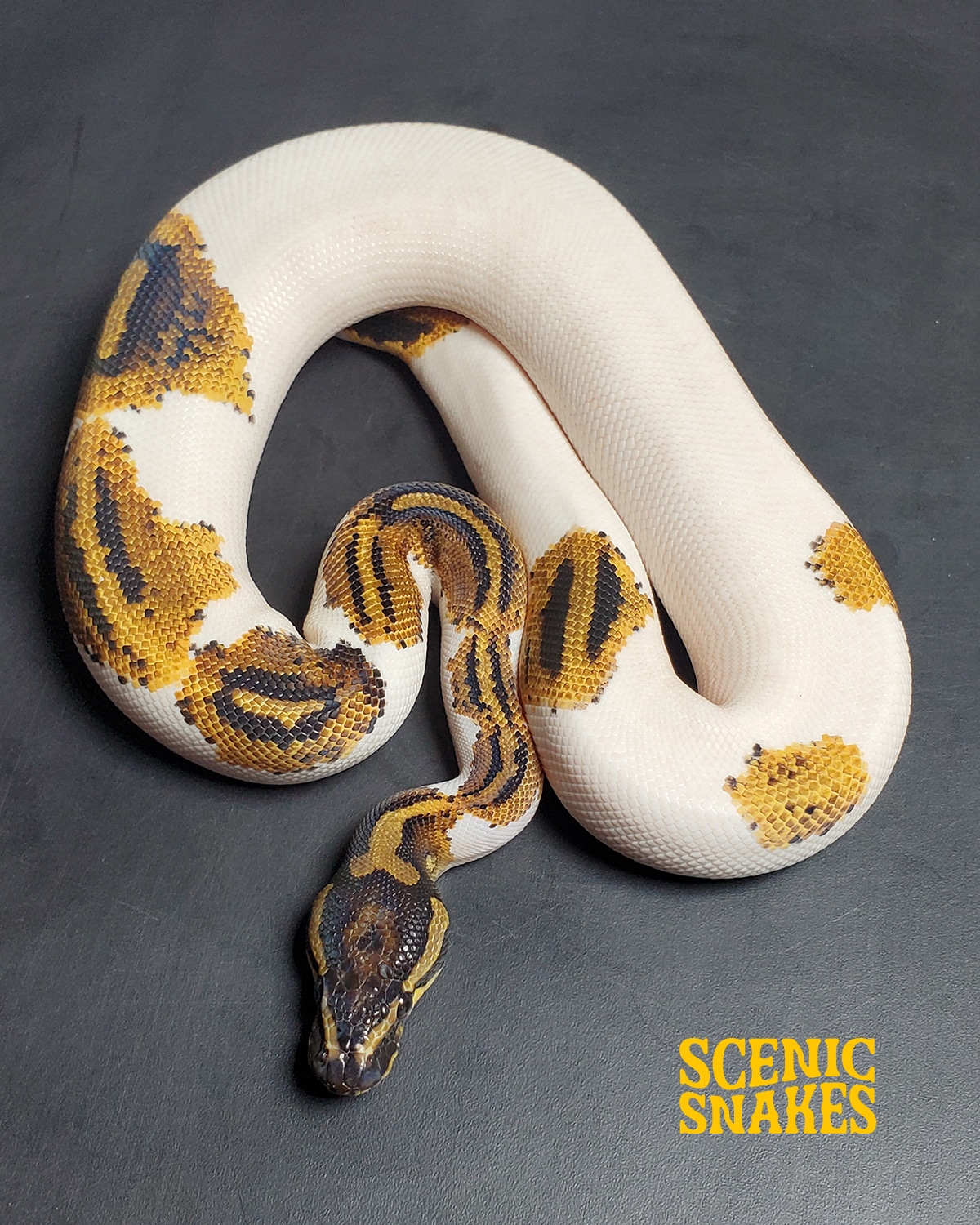 Yellowbelly Pied Ball Python by Scenic Snakes - MorphMarket