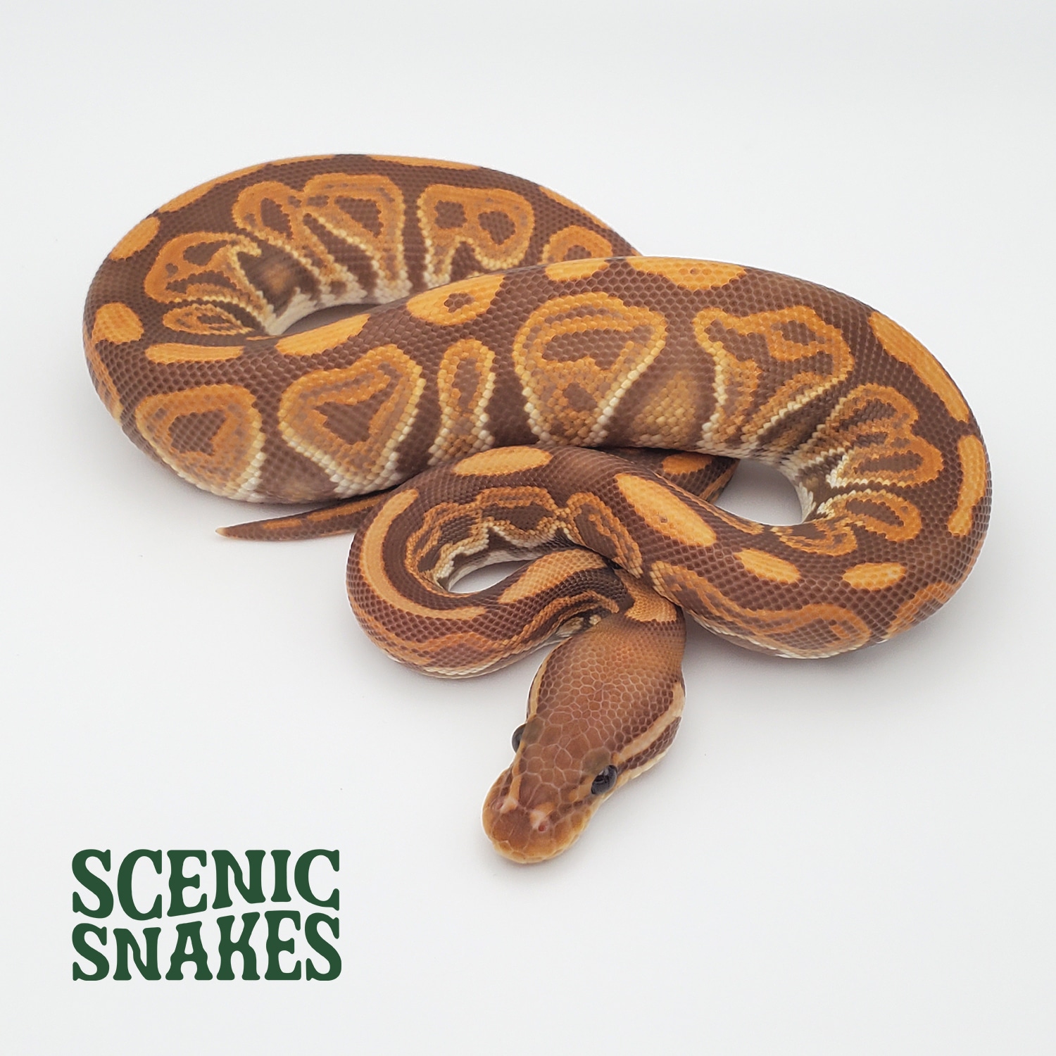 Black Pastel Ultramel Het Hypo Ball Python by Scenic Snakes - MorphMarket