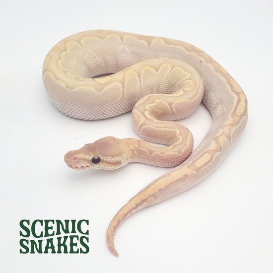 Black Pastel Bamboo Ultramel Het Hypo Ball Python by Scenic Snakes