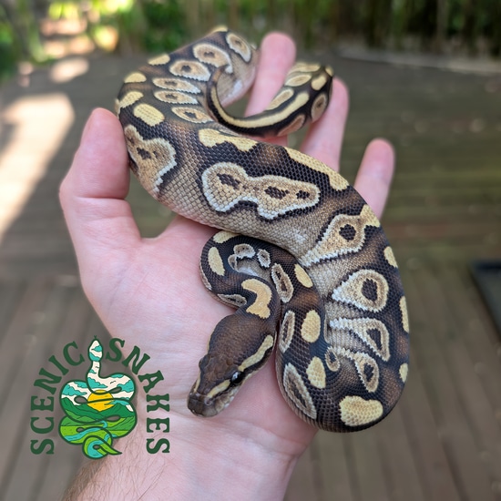 Mojave 100% DH Ultramel Hypo Ball Python by Scenic Snakes
