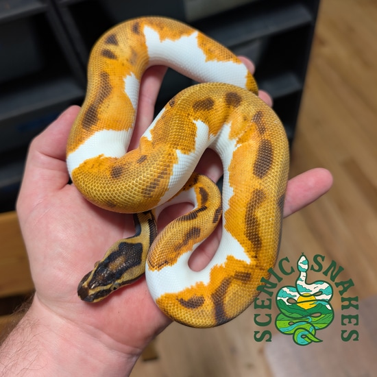 OD YB Enchi Jungle Woma Pied (Leopard) Ball Python by Scenic Snakes