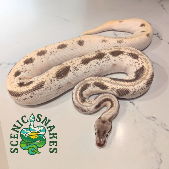 Orange Dream YB Enchi Hgw Leopard Het Pied - Proven Breeder (Pos Odium ...