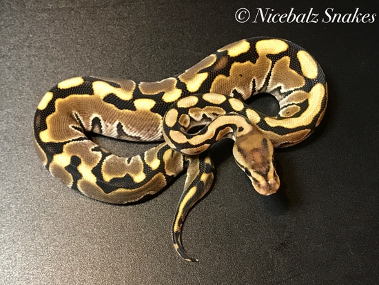 Lace HGW Ball Python by Nicebalz Snakes